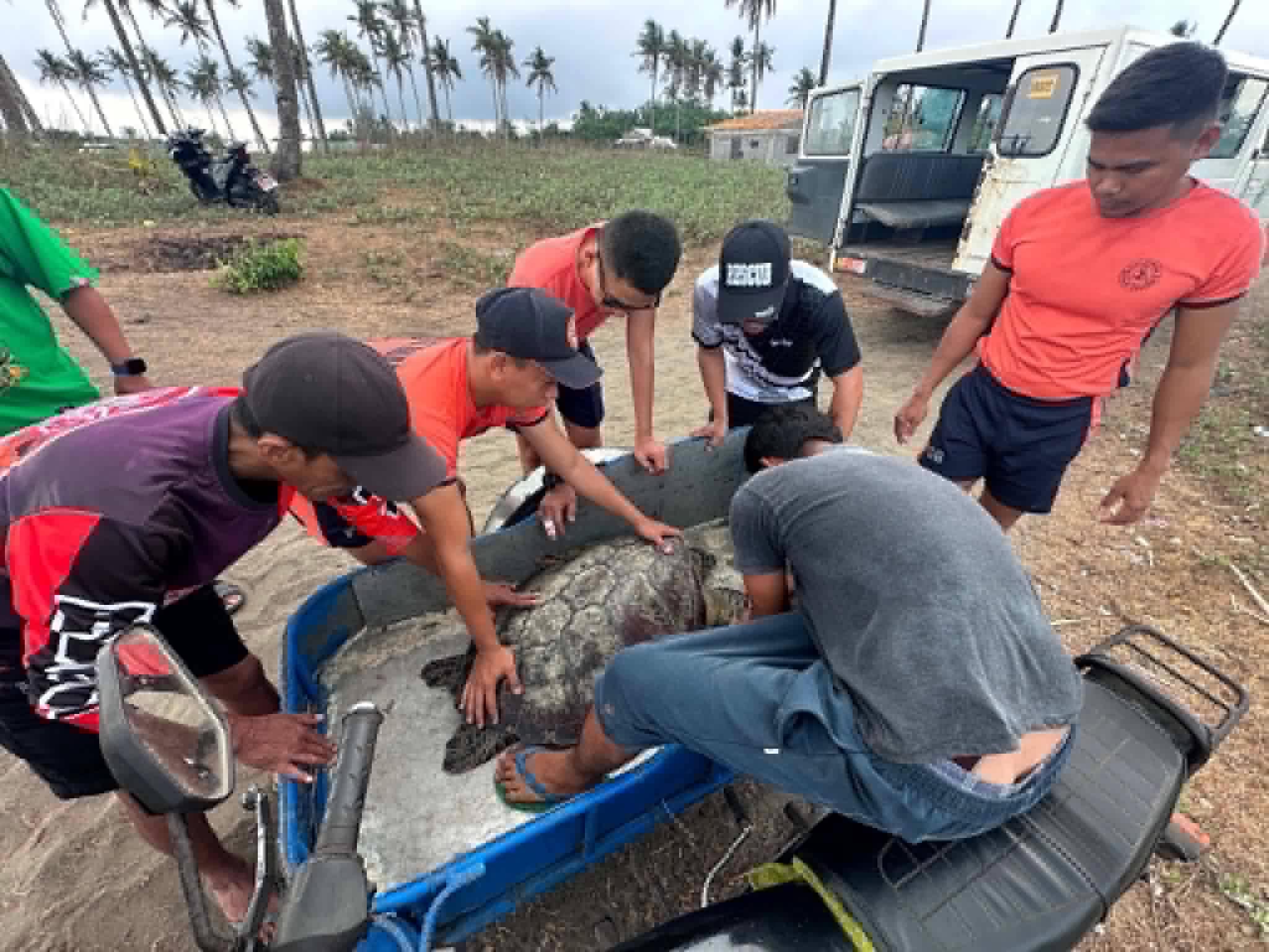 Green sea turtle rescued, released in Cagayan