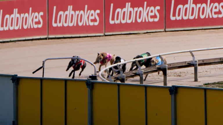 Tasmania's greyhound racing ban won't go to upper house vote until ...