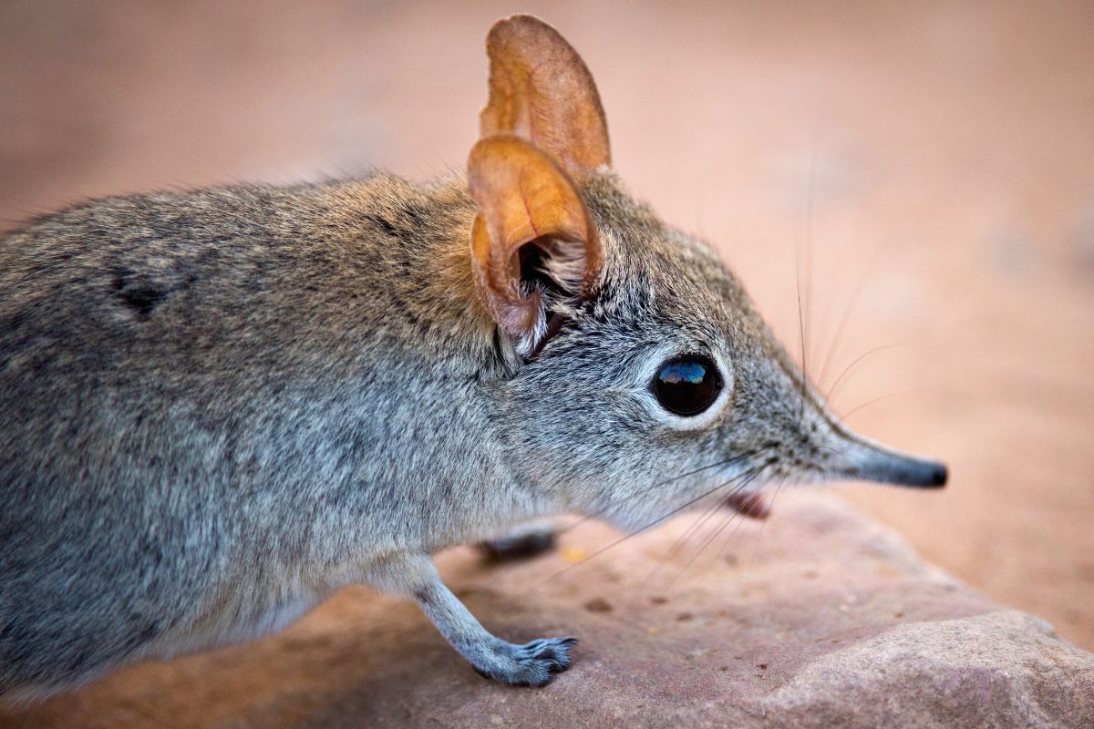 Move over, Big Five! Meet the ‘Little Five’ animals of SA