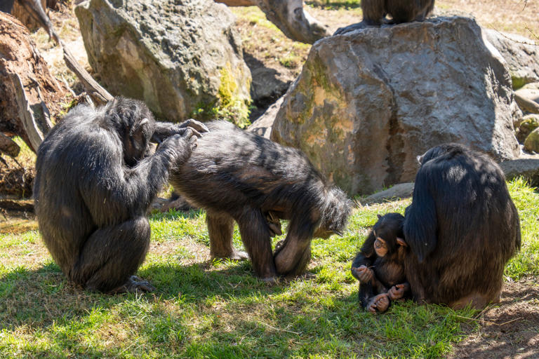 Humans learnt the art of maintaining friend circles from chimpanzees