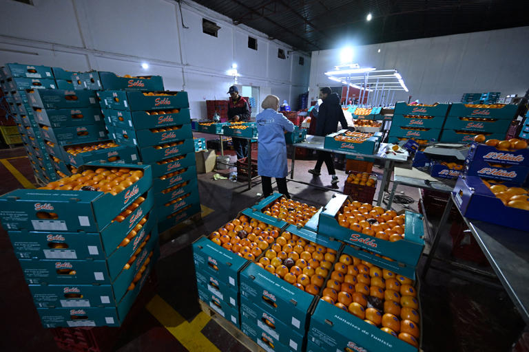 Global fruit demand rises as Tunisia’s exports break into 23 global ...