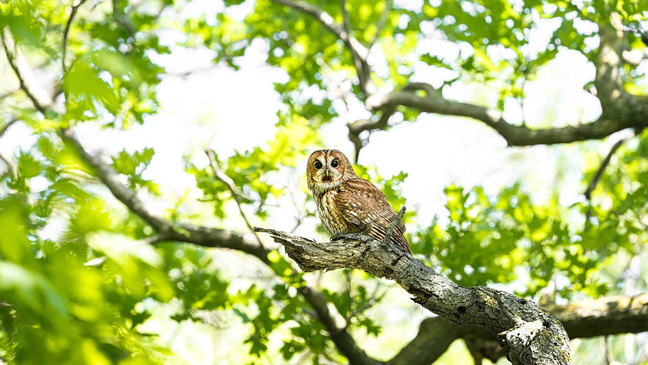 Turn your backyard into an owl haven