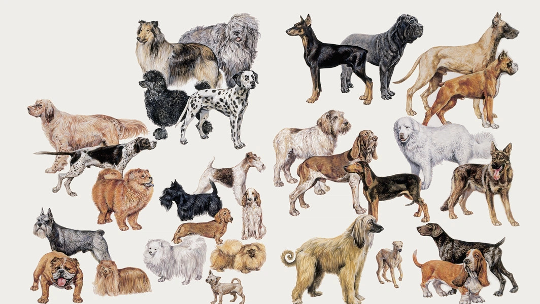 Experts list 21 well-behaved dog breeds but stress training