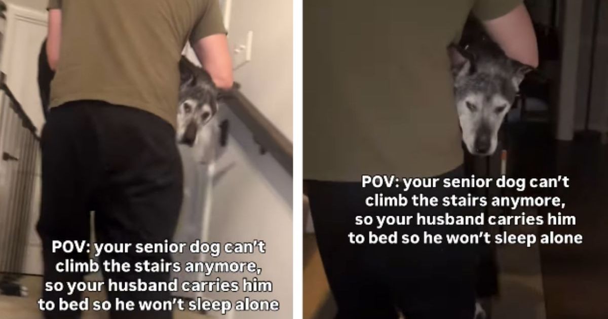 Senior dog can't climb upstairs anymore, but dad refuses to let him ...