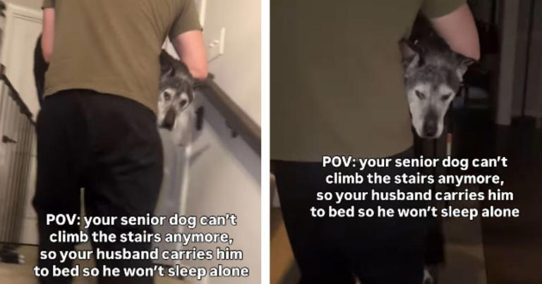 Senior dog can't climb upstairs anymore, but dad refuses to let him ...