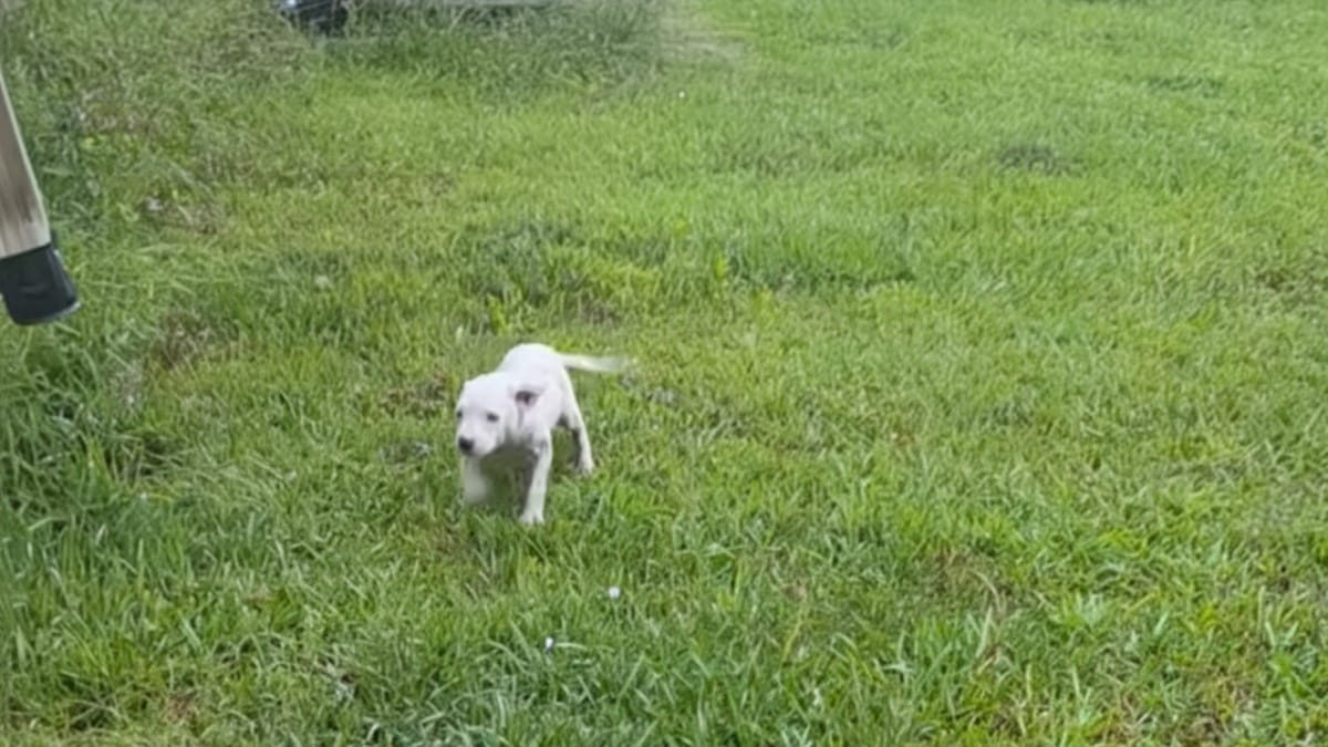 Family finds a puppy in their garden: the next morning, they hear ...