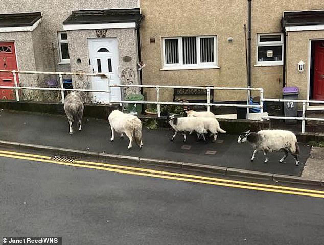 Town overrun by sheep causing nuisance, blocking roads and eating ...