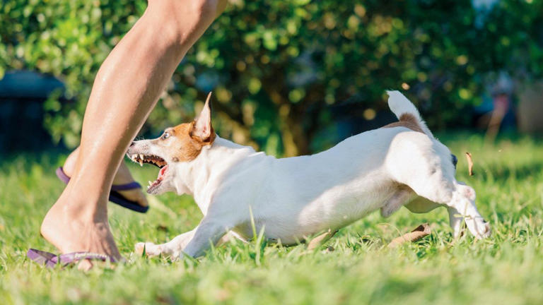 Stray dog on biting spree hurts 60 in Madhya Pradesh