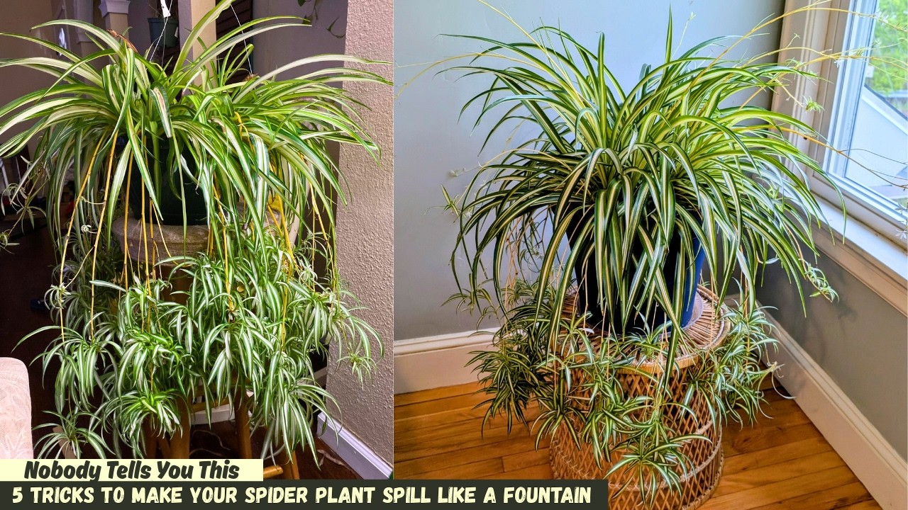 Secret spider plant tips for stunning cascading growth