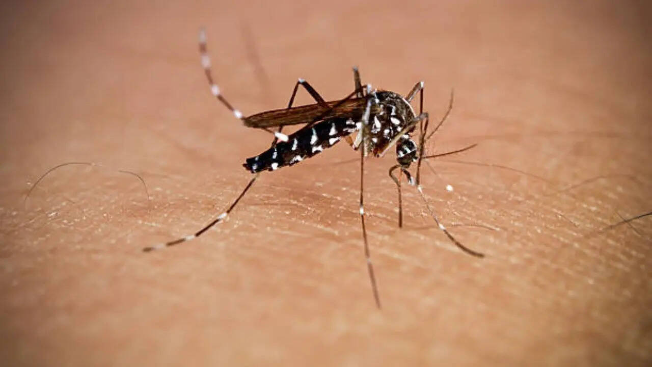 Google plans to release 32 million lab-altered mosquitoes to stop ...