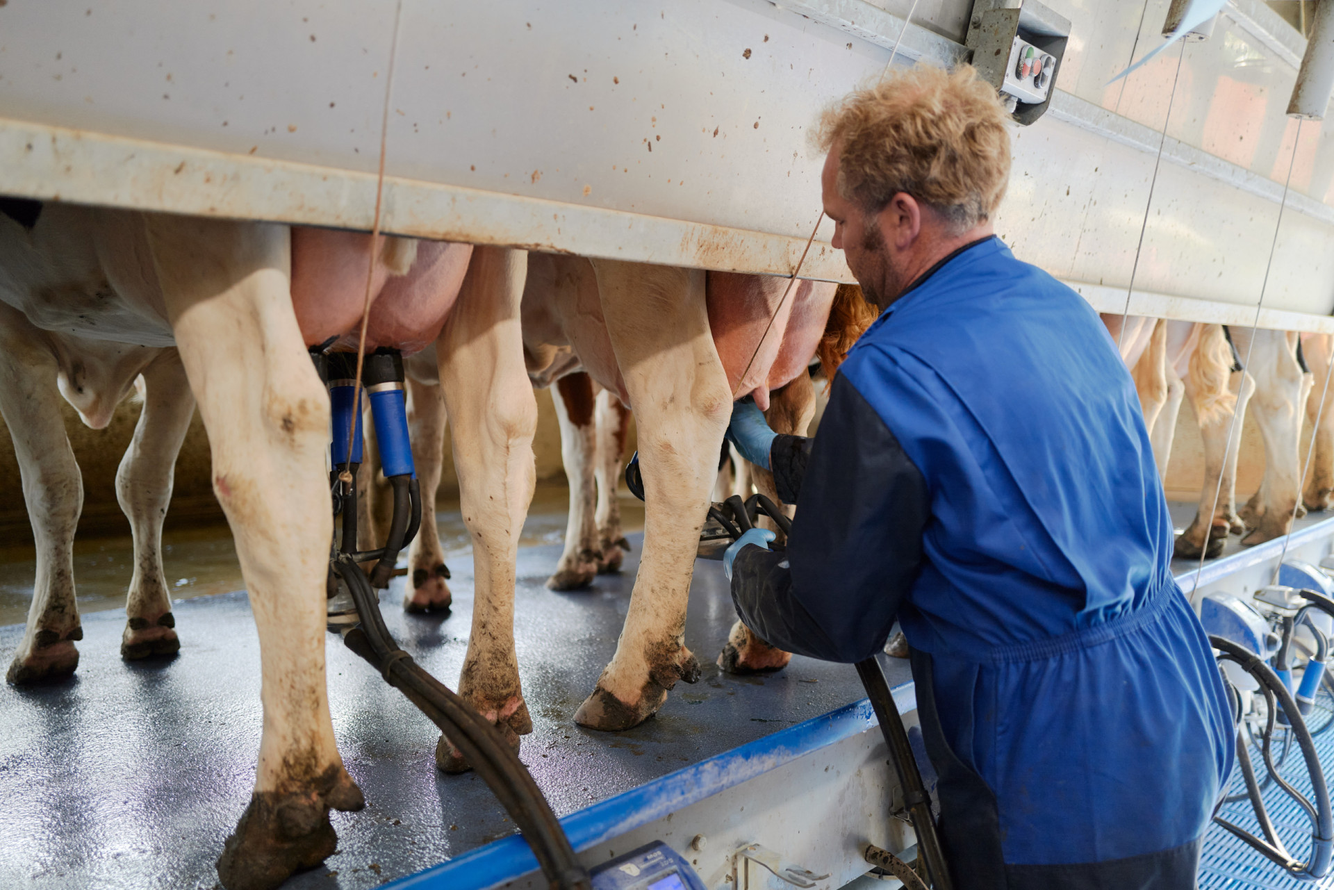 Myths, truths, and fun facts about milk