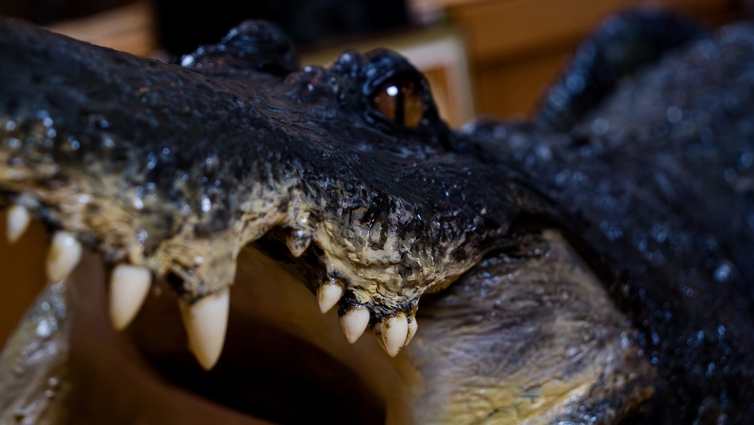 Feeding habits and hunting power of giant crocodiles