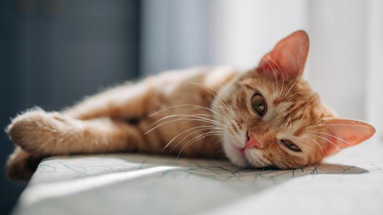 How to recognize arthritis in cats
