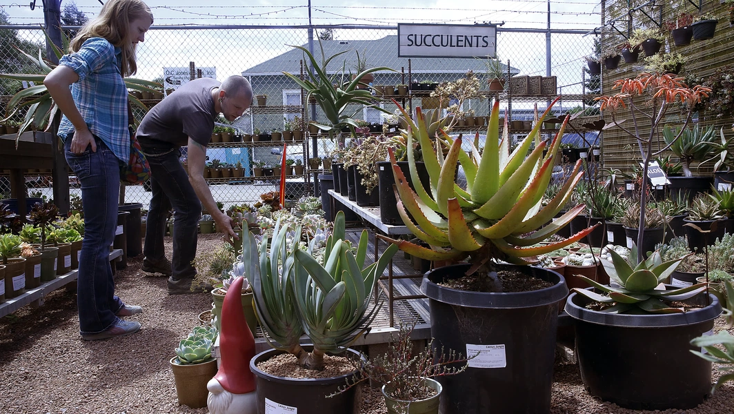 Succulent care tips for thriving plants