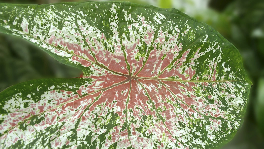 15 stunning plants celebrated for their foliage