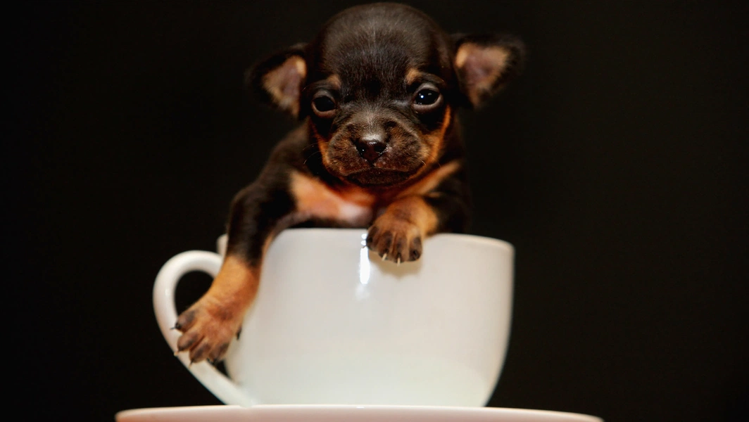 Tiny teacup dogs stealing hearts everywhere