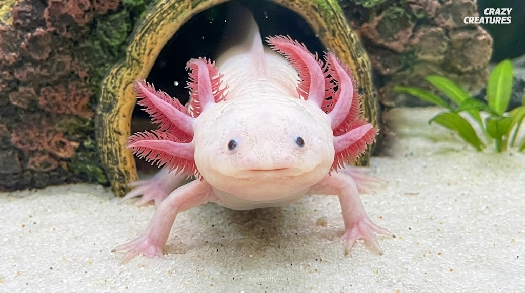 This smiling Pokémon can regrow almost any body part