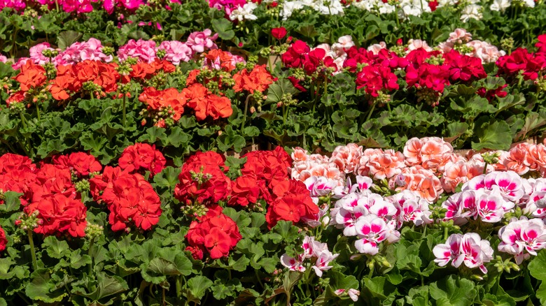 5 reasons why you should plant geraniums in your garden