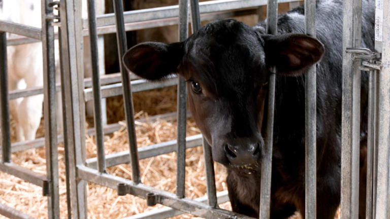Farmers to open 250 working farms as thousands of Britons given first ...