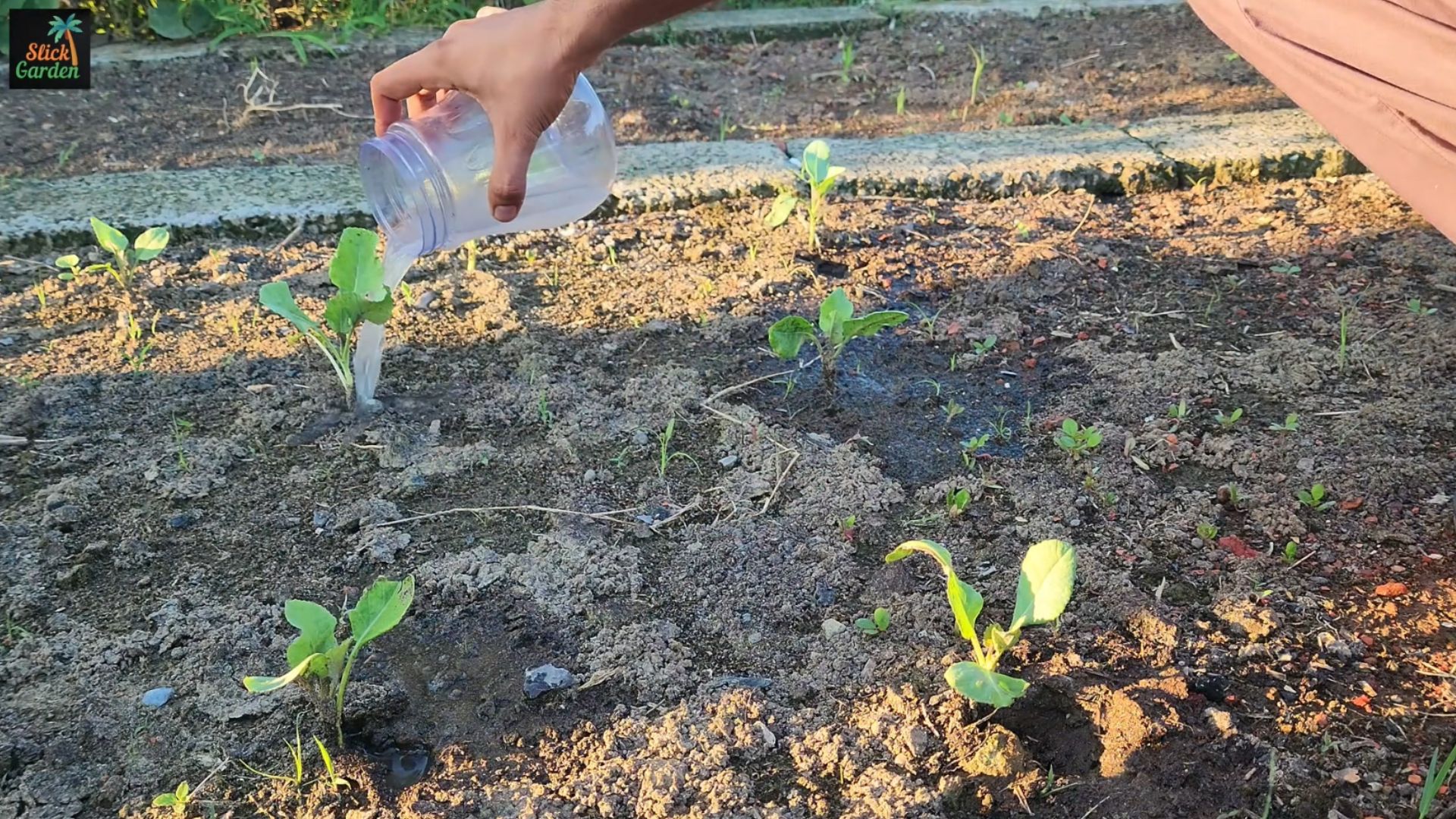 The secret DIY fertilizer for lush tomatoes & cucumbers