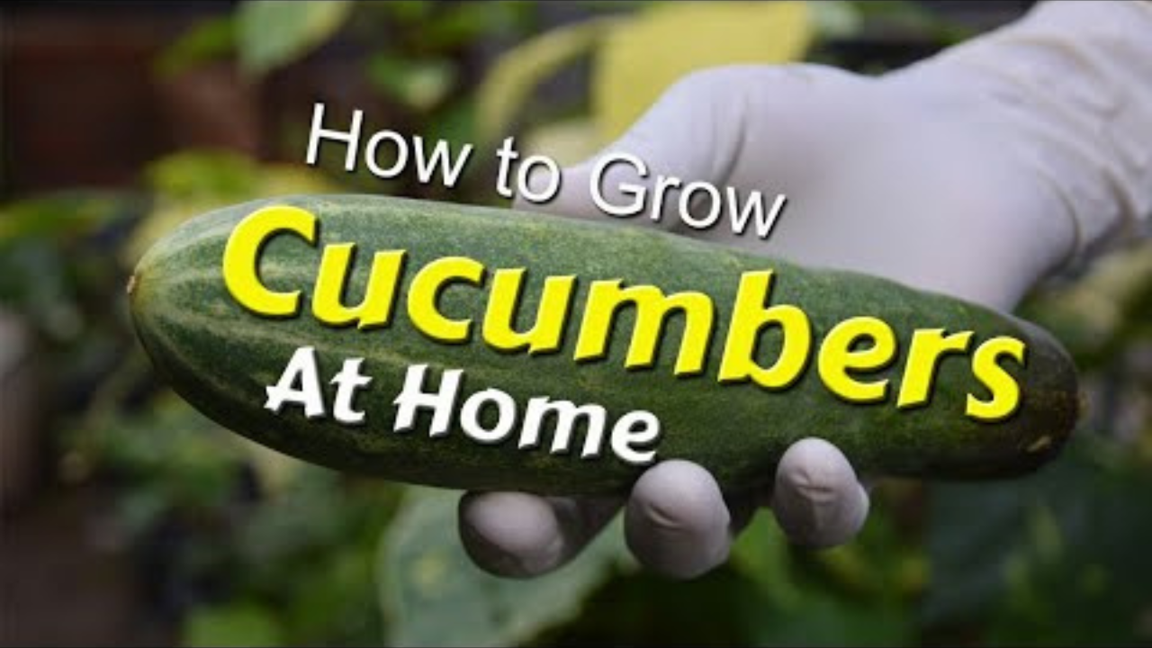 Grow healthy cucumbers at home with simple tips