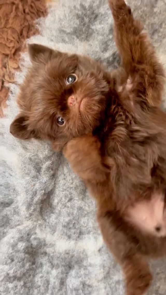 Brussels griffon's hilarious dance moves
