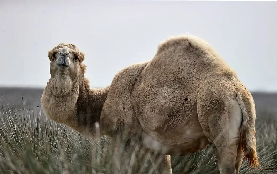 Camels’ wild journey from fossils to desert kings