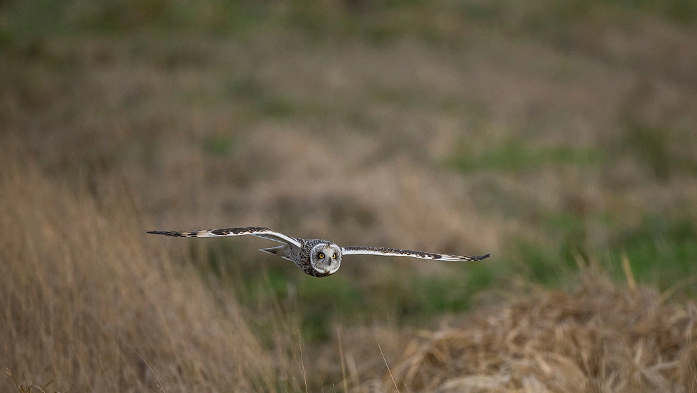 Turn your backyard into an owl haven