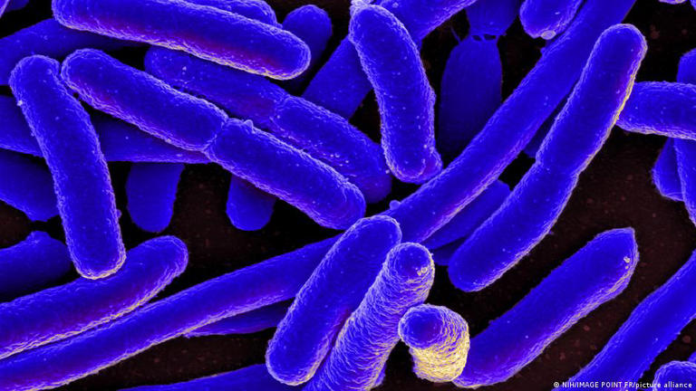 DNA had one rule. Bacteria didn’t get the memo