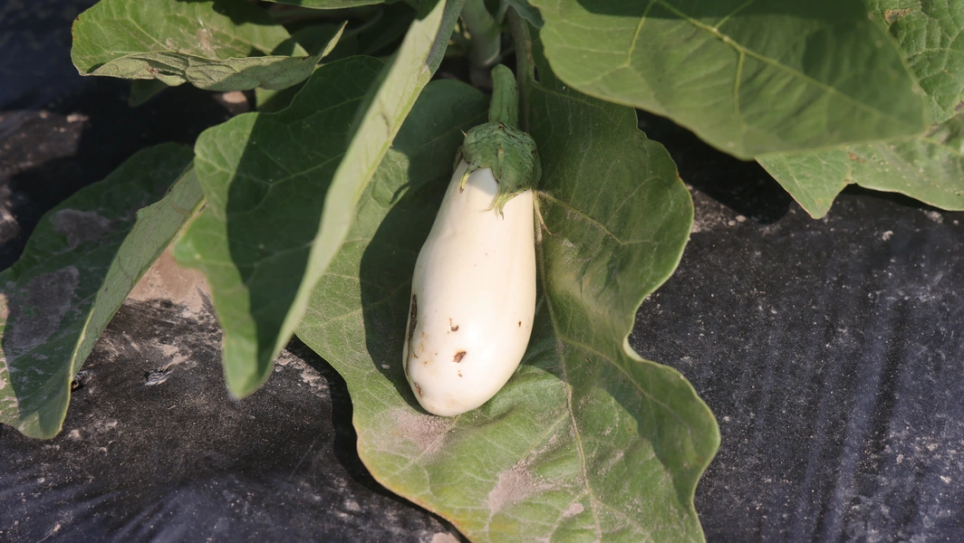 Middle Eastern-inspired roasted eggplant recipes gain fresh appeal