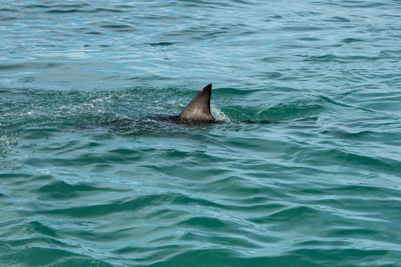 Boat crew spot huge fin in Plymouth waters and realise it's not dolphin ...