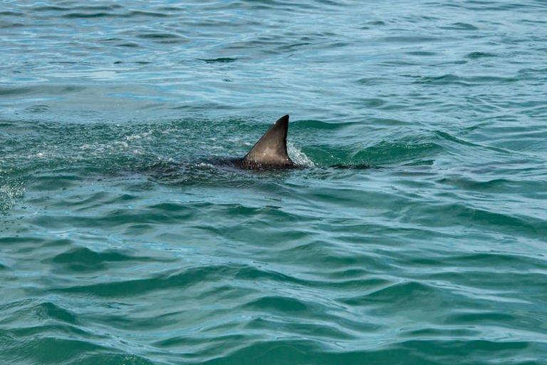 Boat crew spot huge fin in Plymouth waters and realise it's not dolphin ...