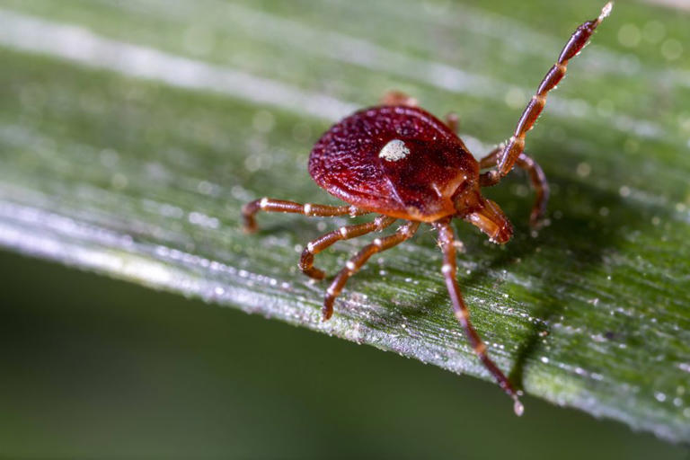 Small amount of 'Lone Star' ticks, which cause red meat allergy, pop up ...
