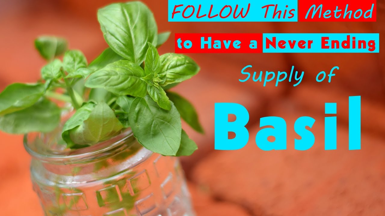 Never ending basil harvest using water growing method