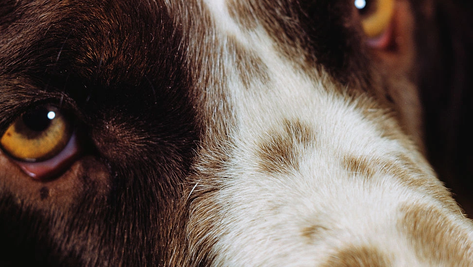 How dogs understand human words and emotions