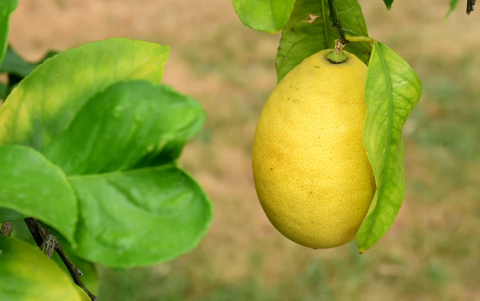 Experts share summer watering tips to save lemon trees