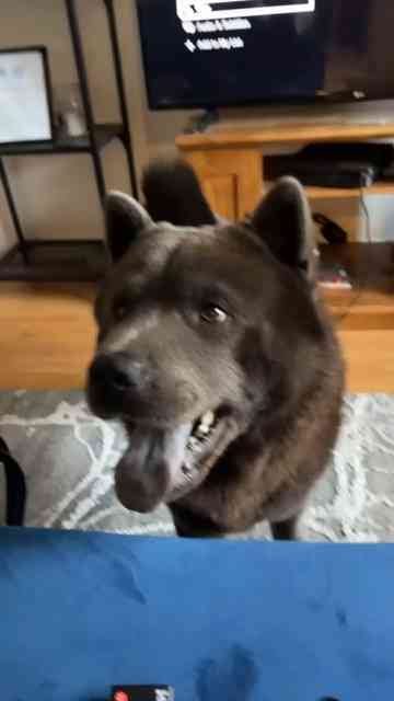 Chow chow stomp becomes the highlight of the day