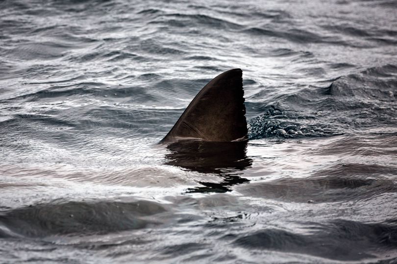 'Privileged' boat crew spots huge fin in Devon waters and realise it's ...