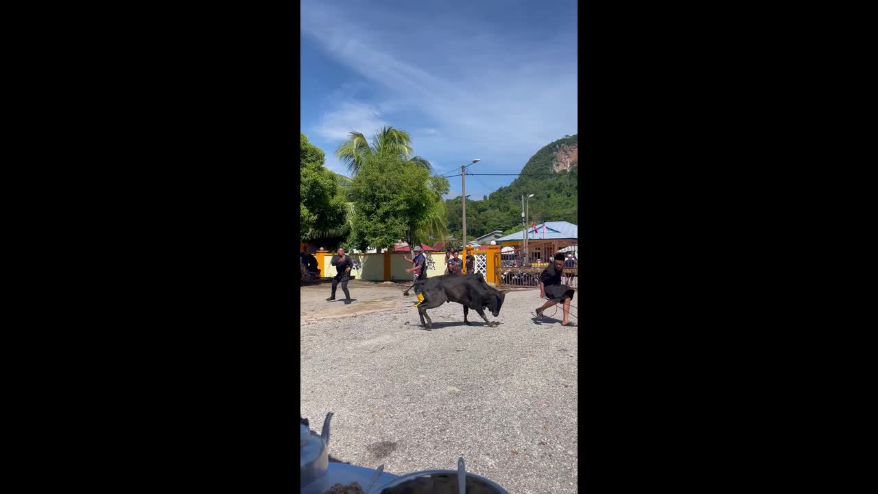 Escaped cow rams worshippers as it flees from Eid festival sacrifice
