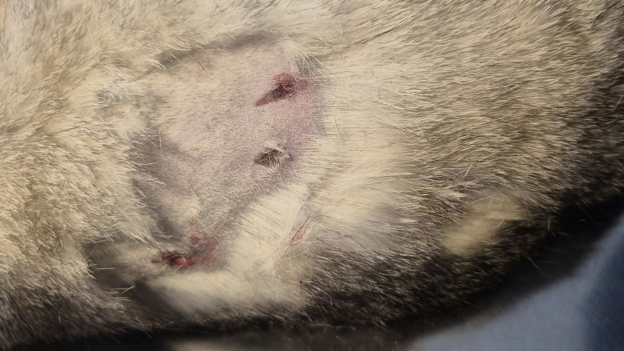 Kater "Findus" von Schrotkugeln verletzt