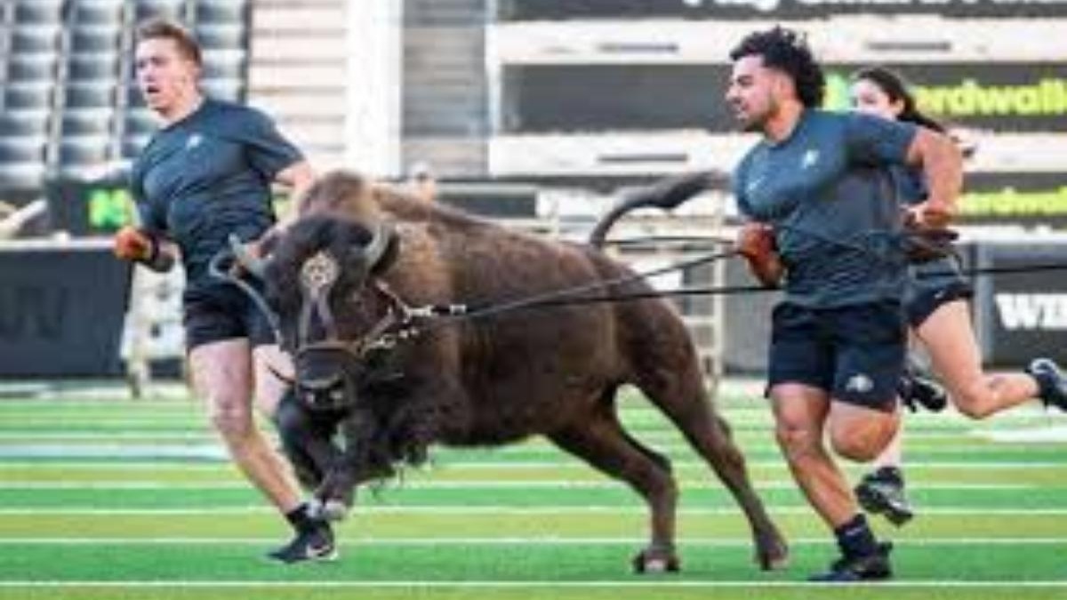 Ranking the 10 greatest college football mascots: Icons that define ...