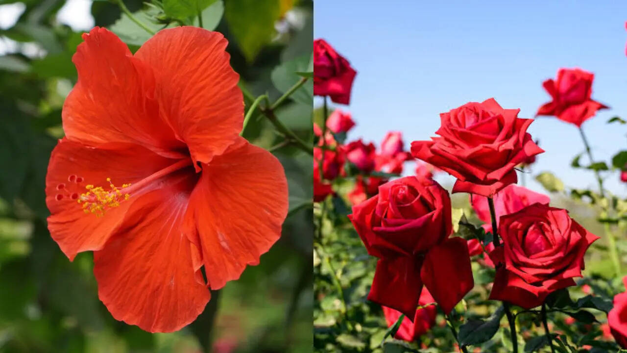 Prune these 10 plants in June for more blooms, healthier growth, and a ...