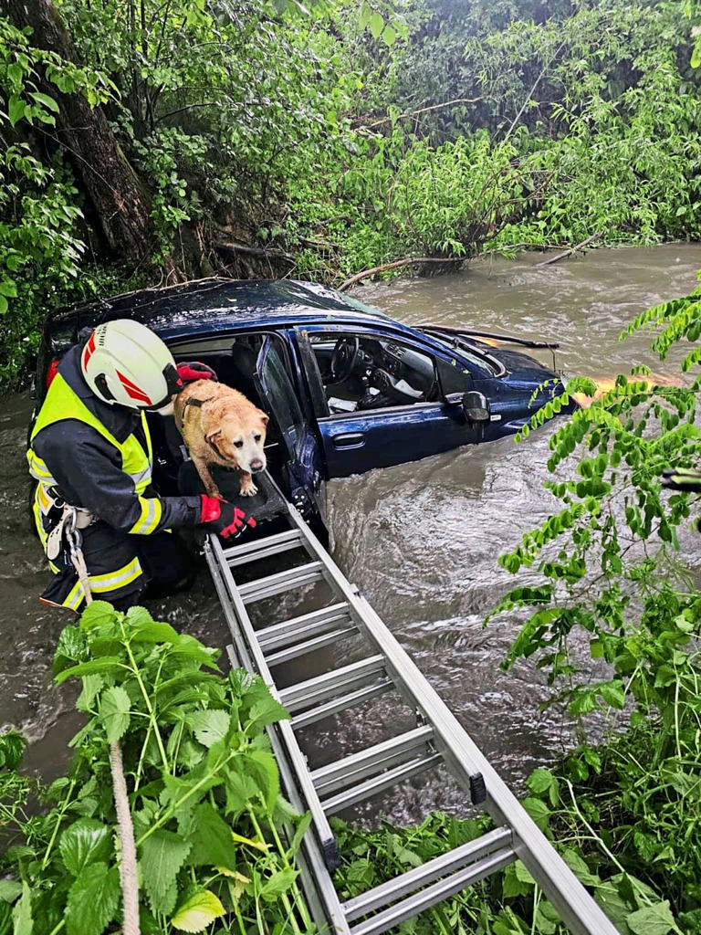 Unwetter: Hund wurde aus in Fluss gestürzten PKW gerettet