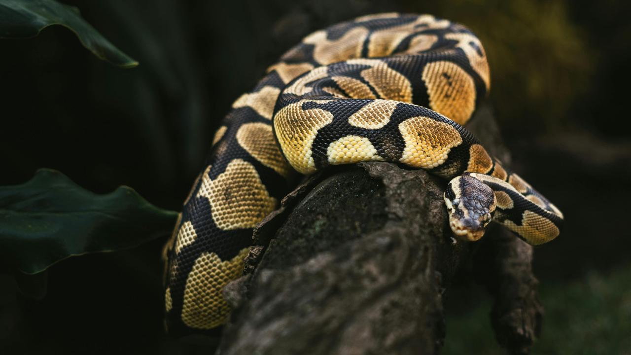 10 types of pythons found across the world: Meet the world’s longest ...
