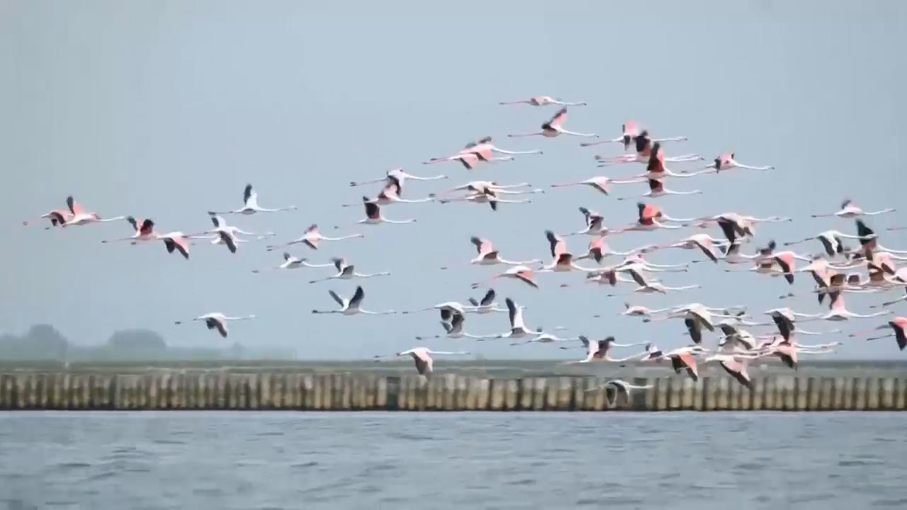 Flamingos signal hope amid restoration efforts in Venice's fragile lagoon