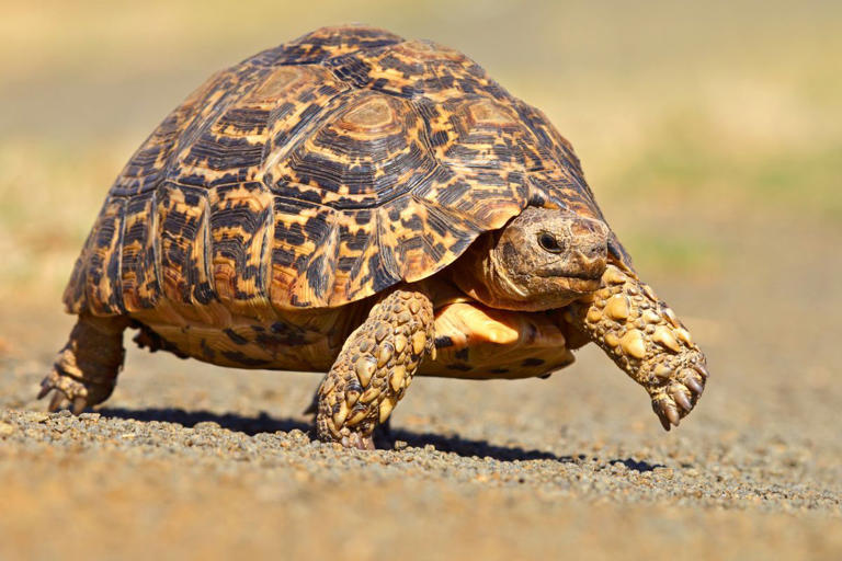Move over, Big Five! Meet the ‘Little Five’ animals of SA