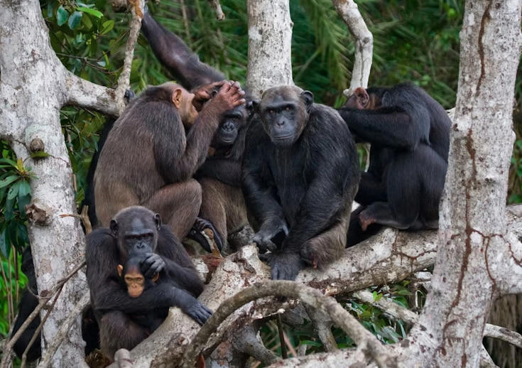 Humans learnt the art of maintaining friend circles from chimpanzees