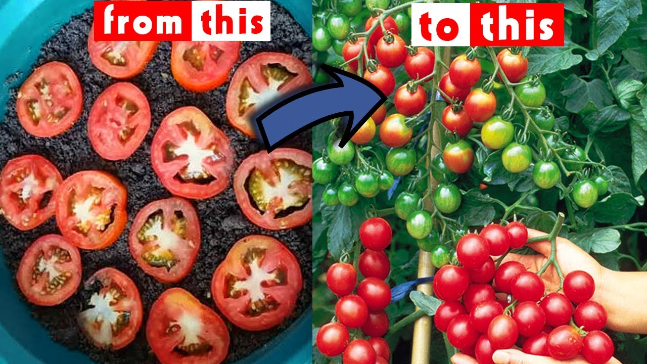 Amazing tomato growing hack using fresh tomato slices