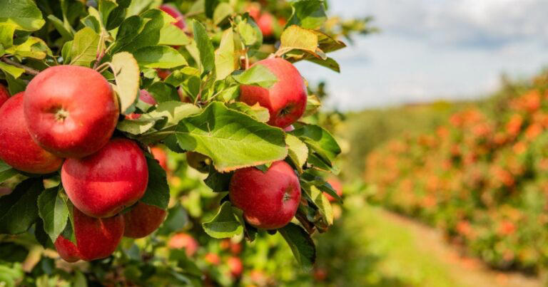 Pour multiplier vos récoltes de fruits, plantez dès maintenant ces ...
