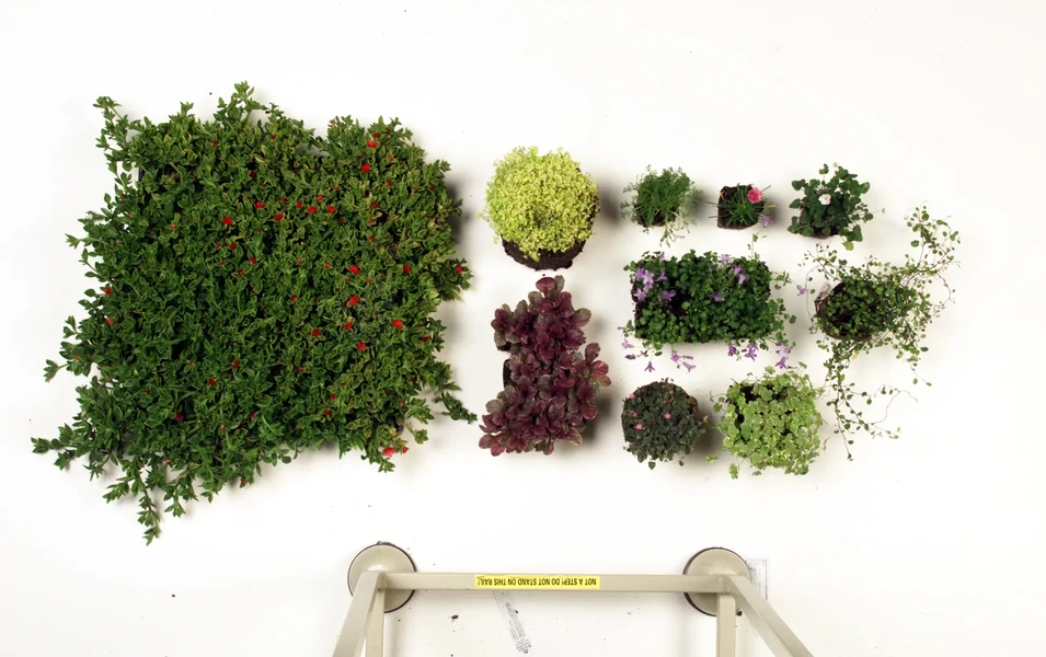 Ground cover plants that transform your garden